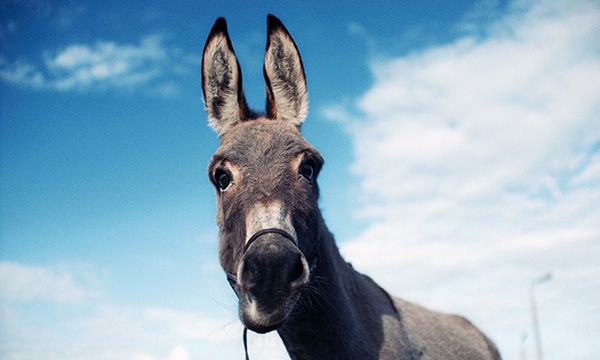 Defending animals unfairly maligned in movies